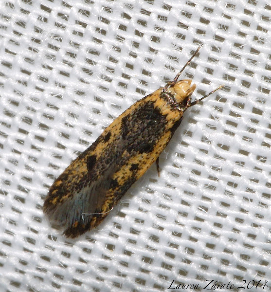 Micro-Lepidoptera | Project Noah