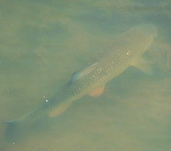 Common Carp / Karpfen | Project Noah