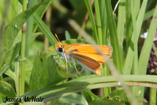 Southern Skipperling Butterfly | Project Noah