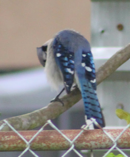 Blue Jay | Project Noah