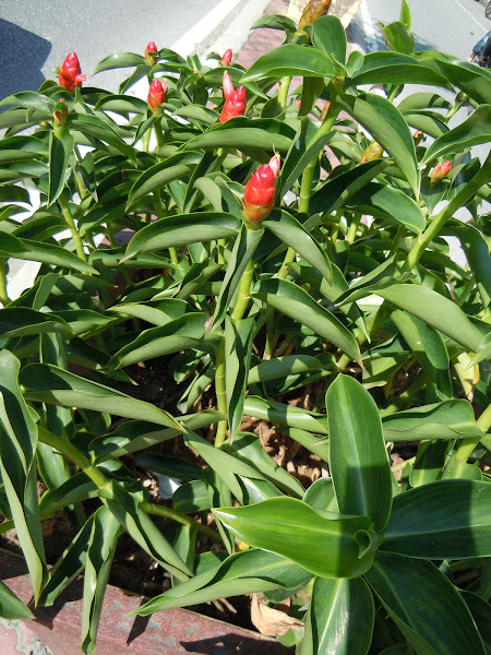 red button ginger | Project Noah