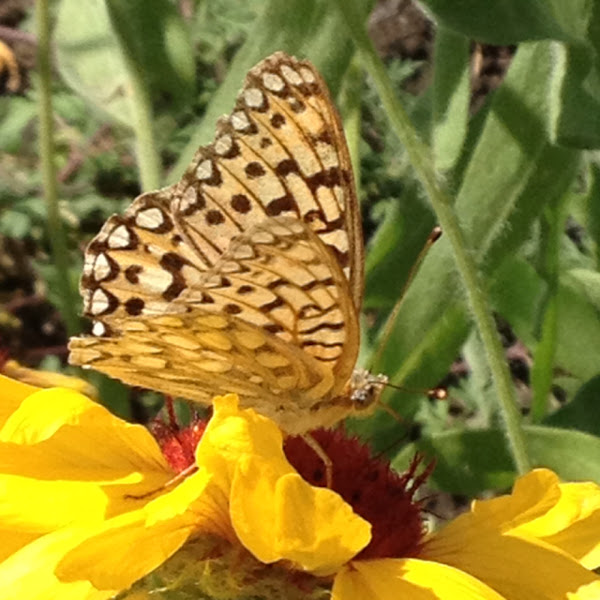 Great Spangled Fritillary | Project Noah