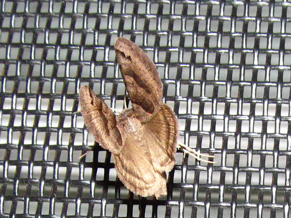 Clover Looper | Project Noah