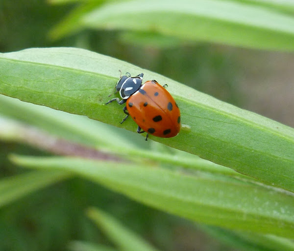 Convergent Ladybug | Project Noah