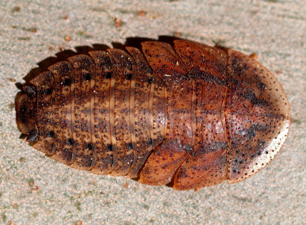 Bark Cockroach | Project Noah