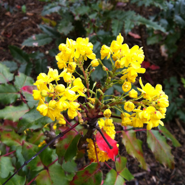 Oregon grape | Project Noah