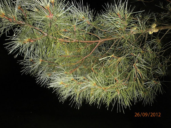 Bishop Pine | Project Noah