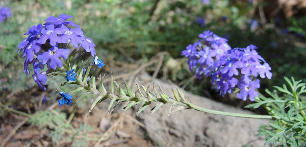 Summer phlox | Project Noah