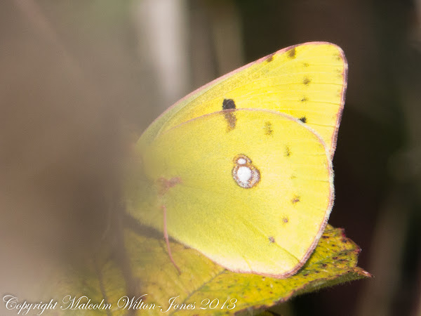 Berger's Clouded Yellow | Project Noah