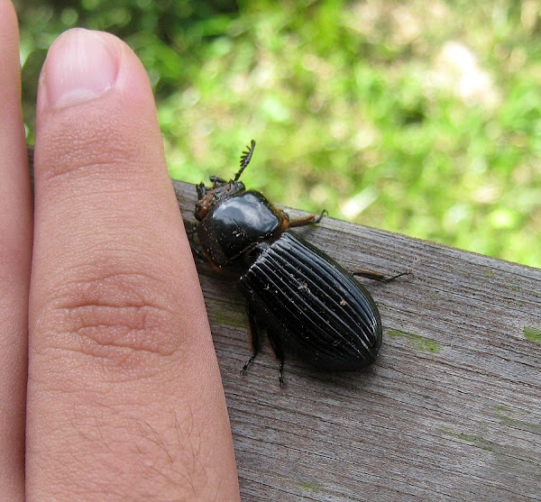 Bess Beetle | Project Noah