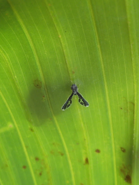 Derbid Planthopper | Project Noah
