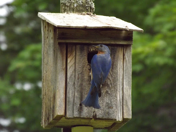 Eastern Bluebird | Project Noah
