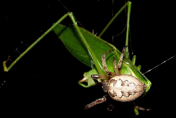 Furrow Orb Weaver Spider | Project Noah