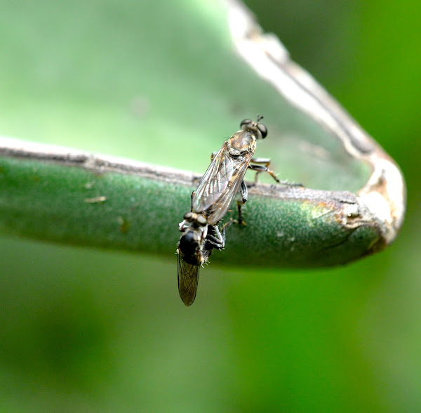 Mating Flies | Project Noah