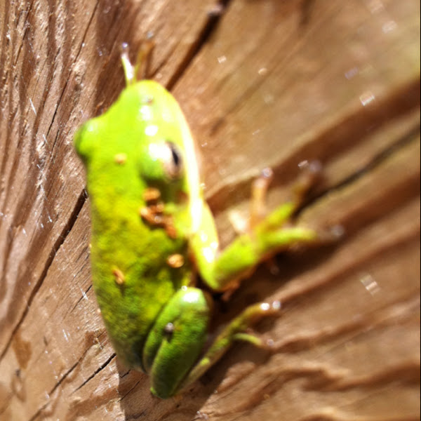 Green Treefrog | Project Noah