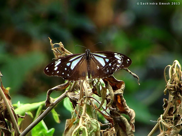 Ceylon Tiger | Project Noah