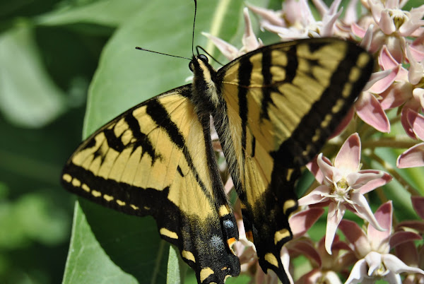 Swallowtail | Project Noah