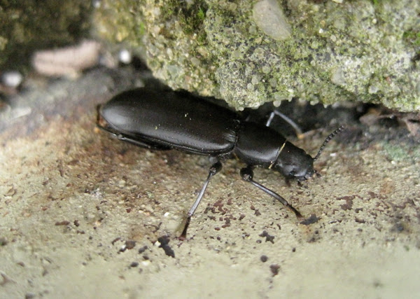 False Mealworm Beetle | Project Noah
