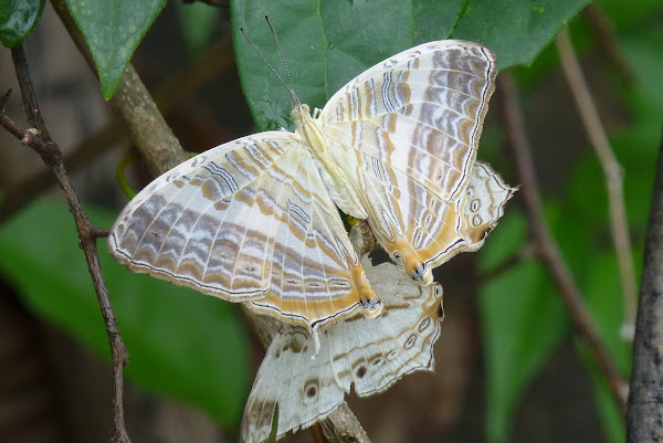 Marbled Mapwing | Project Noah