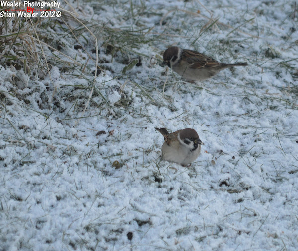 Eurasian Tree Sparrow | Project Noah