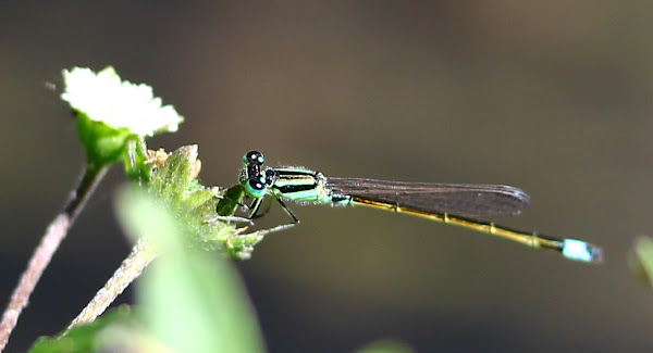 Damselfly | Project Noah