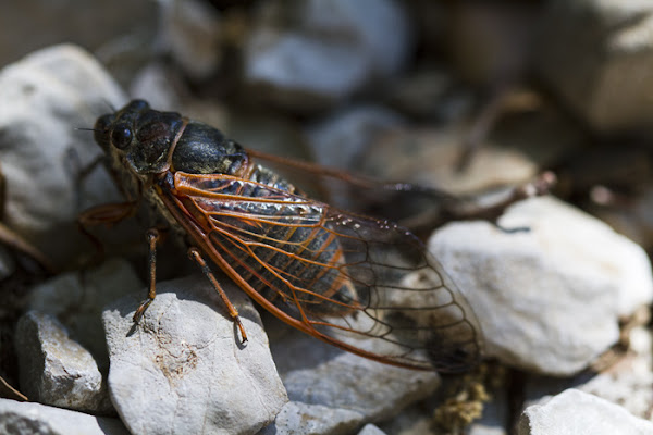 Cicada | Project Noah