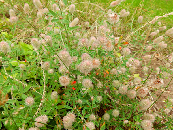 haresfoot clover | Project Noah