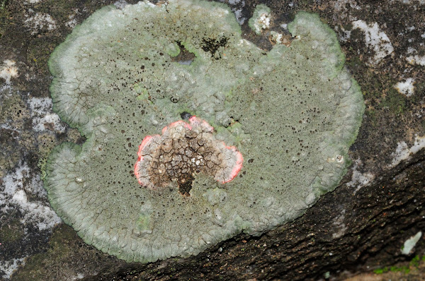 Marchandiomyces corallinus | Project Noah