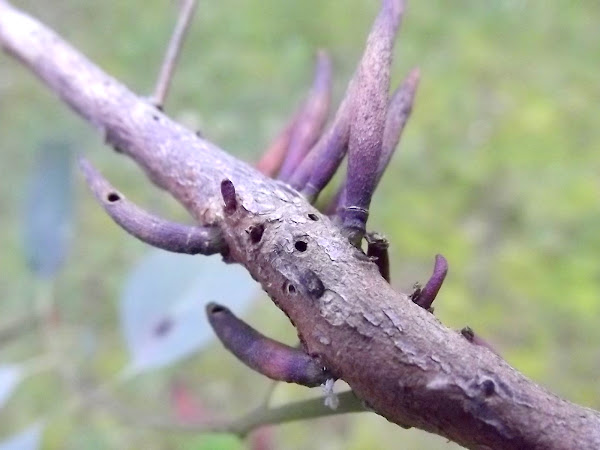 stem gall | Project Noah