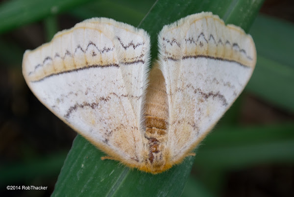 Monkey Moth | Project Noah