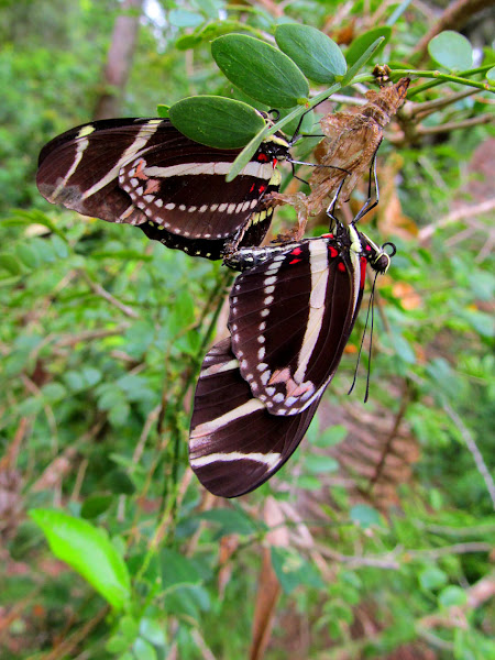Zebra Longwing | Project Noah