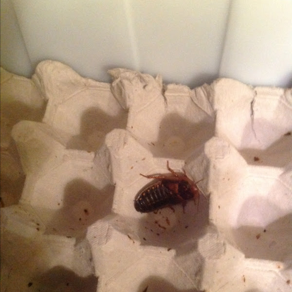 Dubia roach, orange spotted cockroach | Project Noah