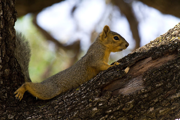 Eastern Fox Squirrel | Project Noah