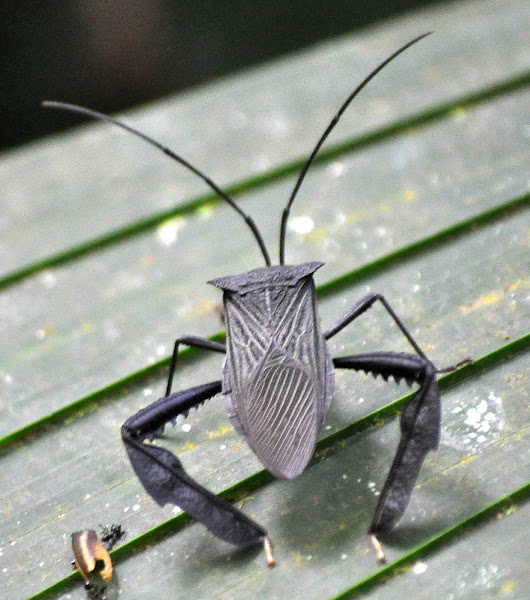 Leaf-footed Bug | Project Noah