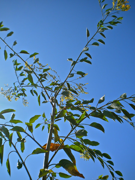 Unknown Spotting | Project Noah