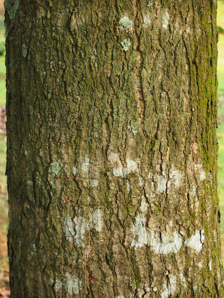 Mango | Project Noah