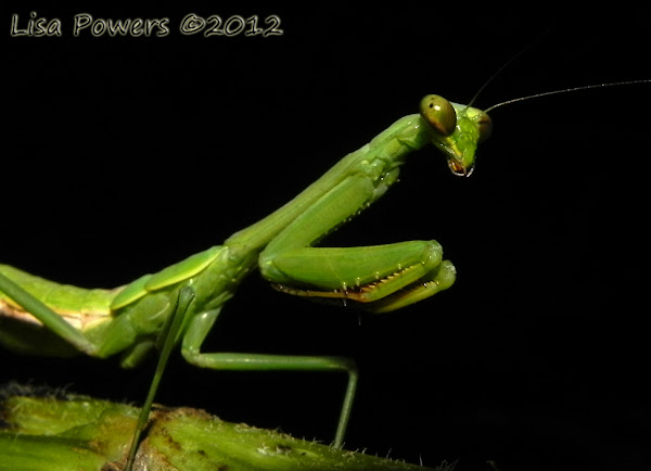 Praying Mantis | Project Noah