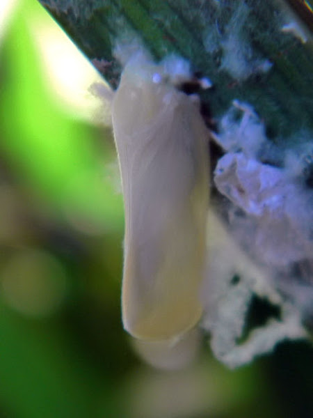 Flatid planthopper | Project Noah