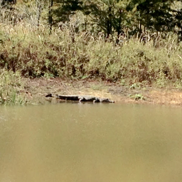 American Alligator | Project Noah
