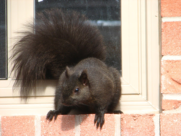 Black Squirrel | Project Noah