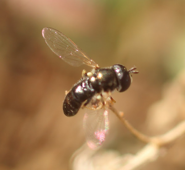Little black hover fly | Project Noah