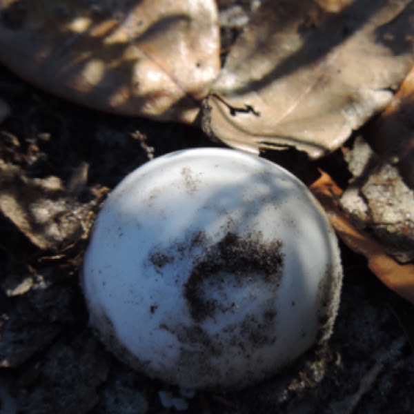 Turtle eggshells | Project Noah