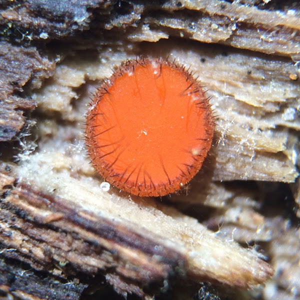 Eyelash cup | Project Noah