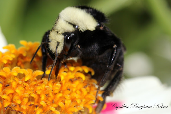 Yellow-faced Bumblebee | Project Noah