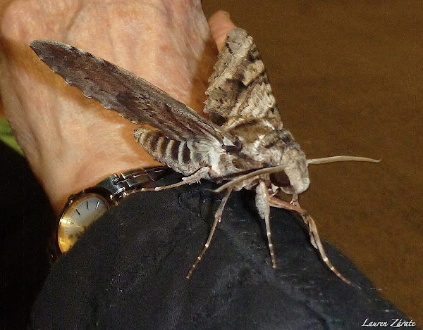 Sphinx Moth | Project Noah