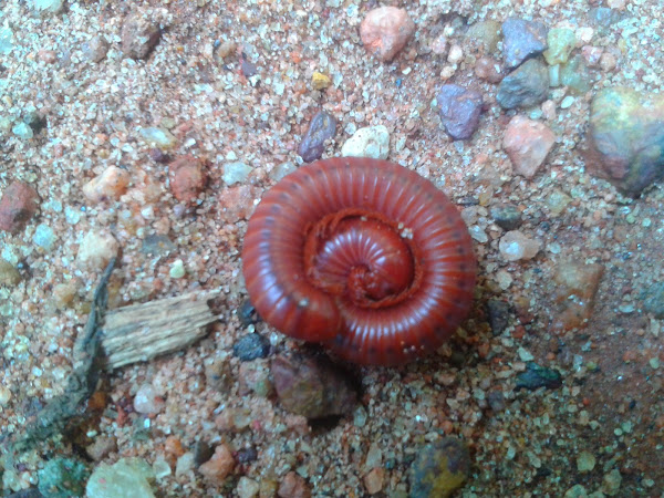 millipede | Project Noah