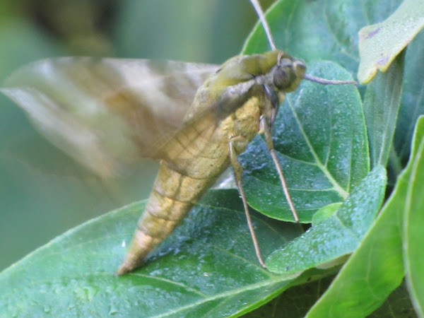 Pluto sphinx moth | Project Noah