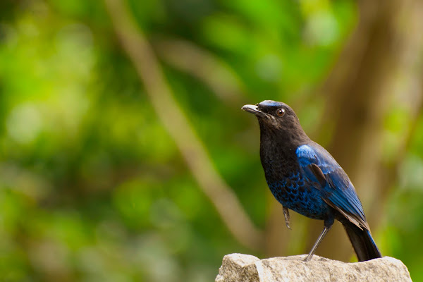 Malabar Whistling Thrush | Project Noah