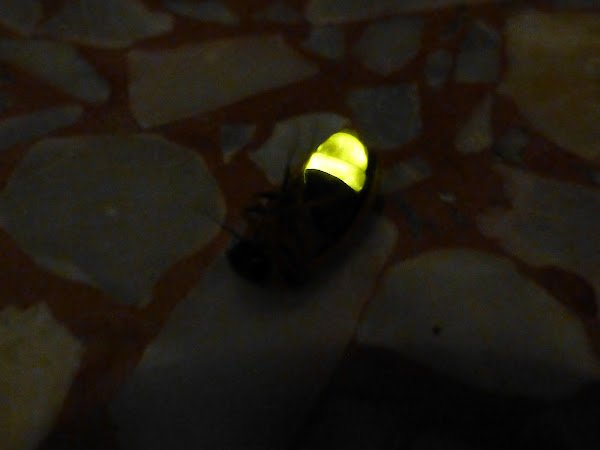 Firefly/Lightning Bug | Project Noah