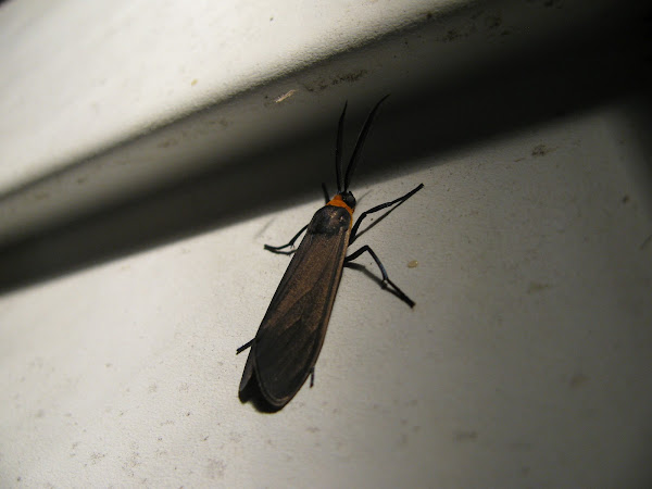 Yellow-collared Scape Moth | Project Noah